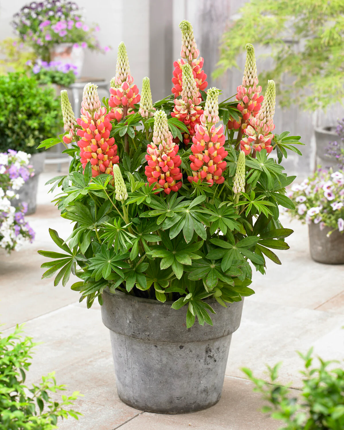 Perennials - Lupine – Petal Pushers Nursery