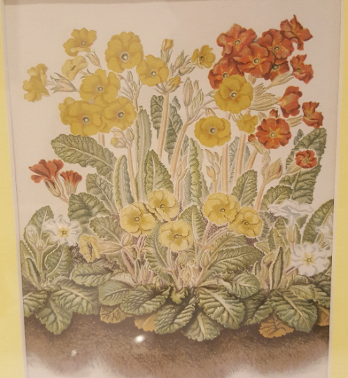 Vintage Primrose Print Framed Floral Decor – Petal Pushers Nursery