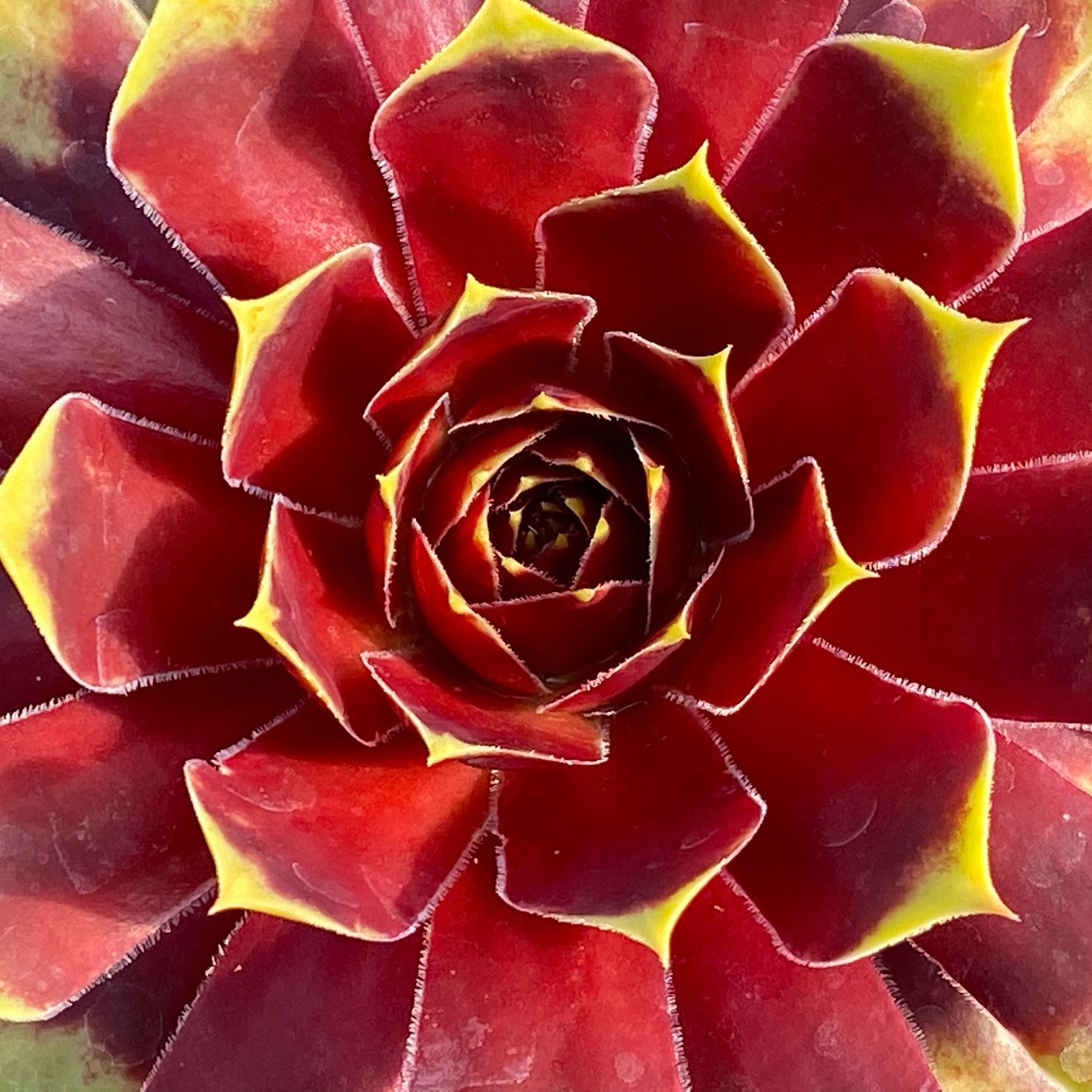 Gold Crown Succulent - Hens & Chicks Houseleek Sempervivum Plant by Ch ...